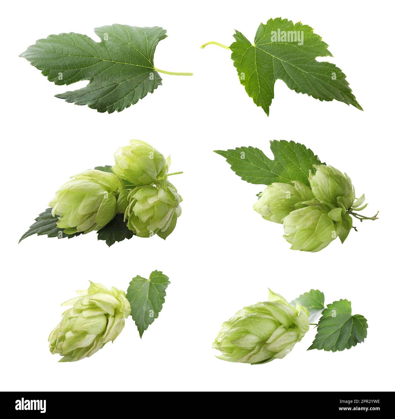 Set with fresh green hops on white background Stock Photo - Alamy