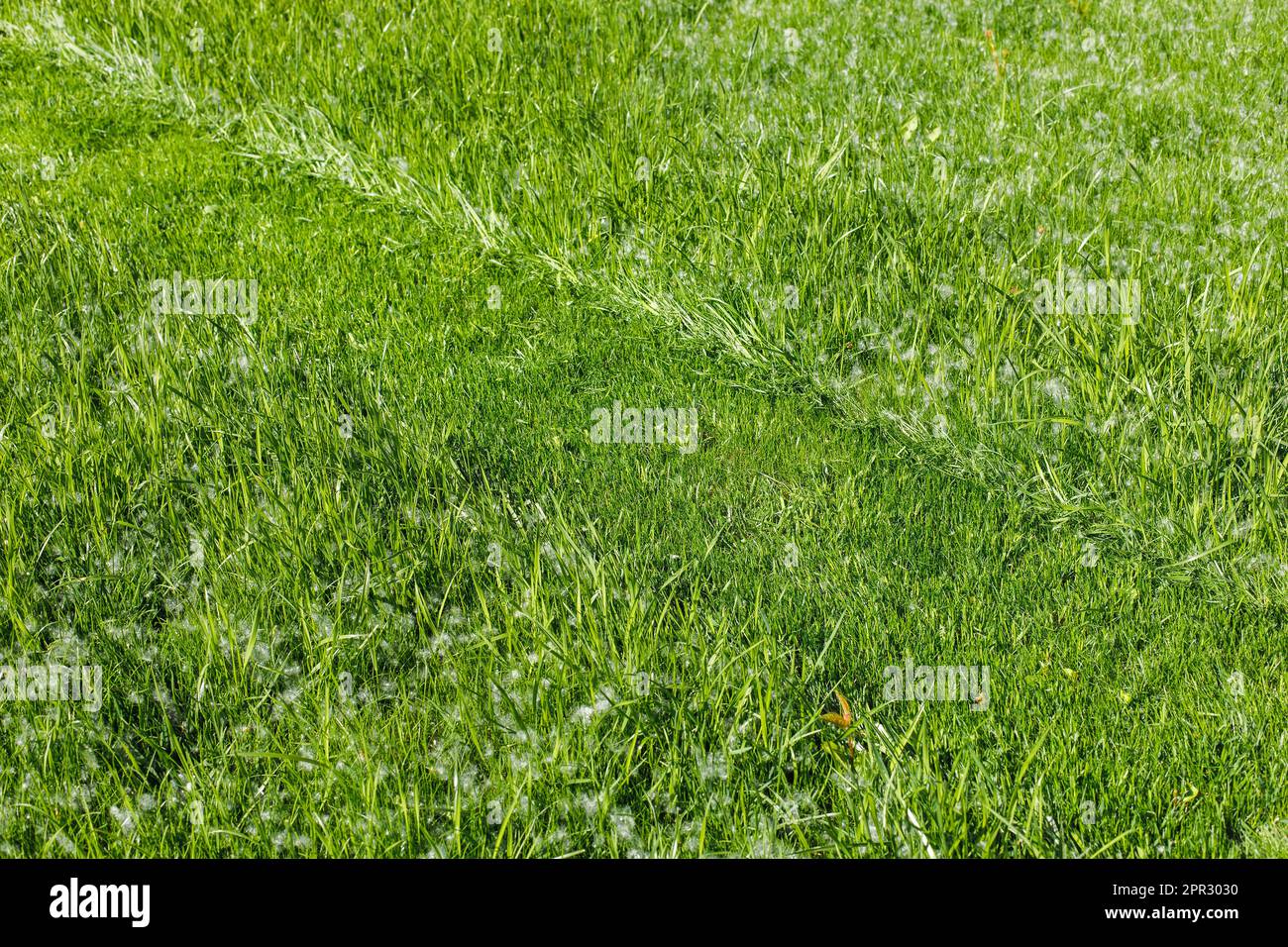 Land open short grass green hi-res stock photography and images - Alamy