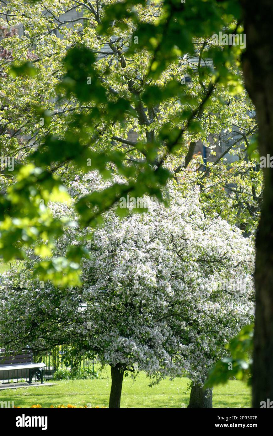 Blossom tree, Rothbury, Northumberland Stock Photo - Alamy