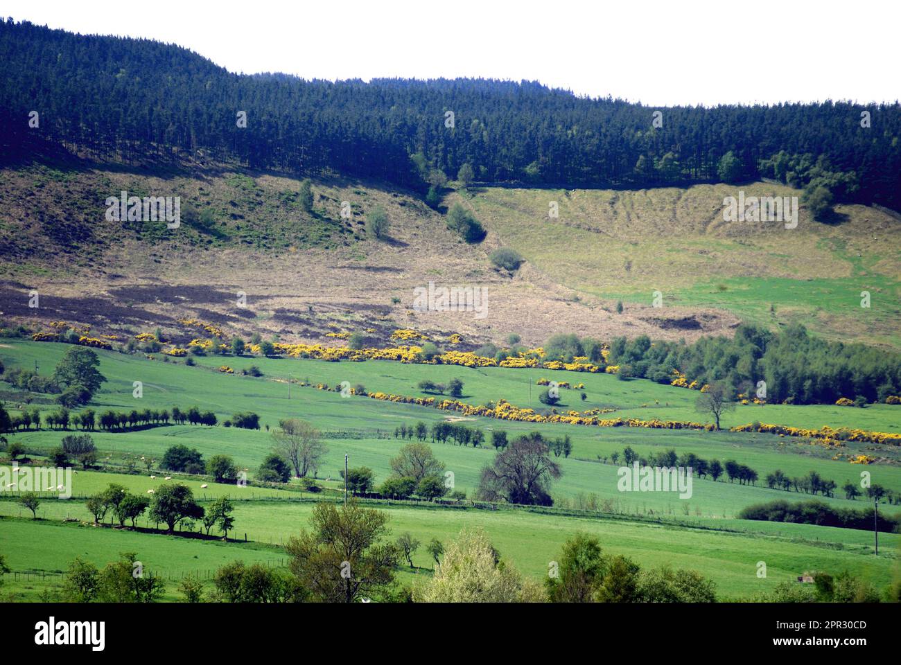 The Simonside hills near Rothbury, Northumberland Stock Photo - Alamy
