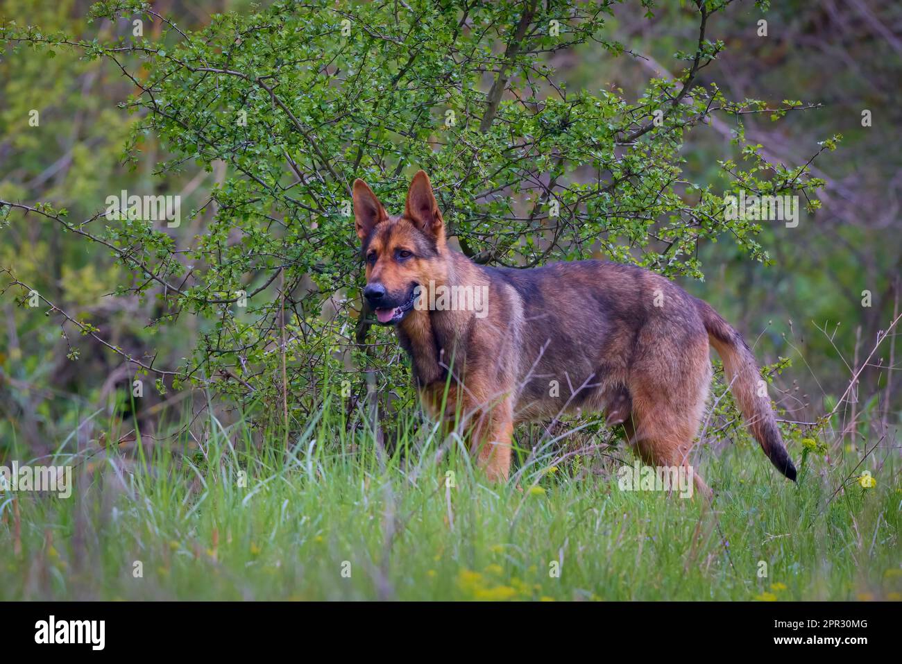 The German Shepherd or Wolfhound is a breed of dog that is believed to ...