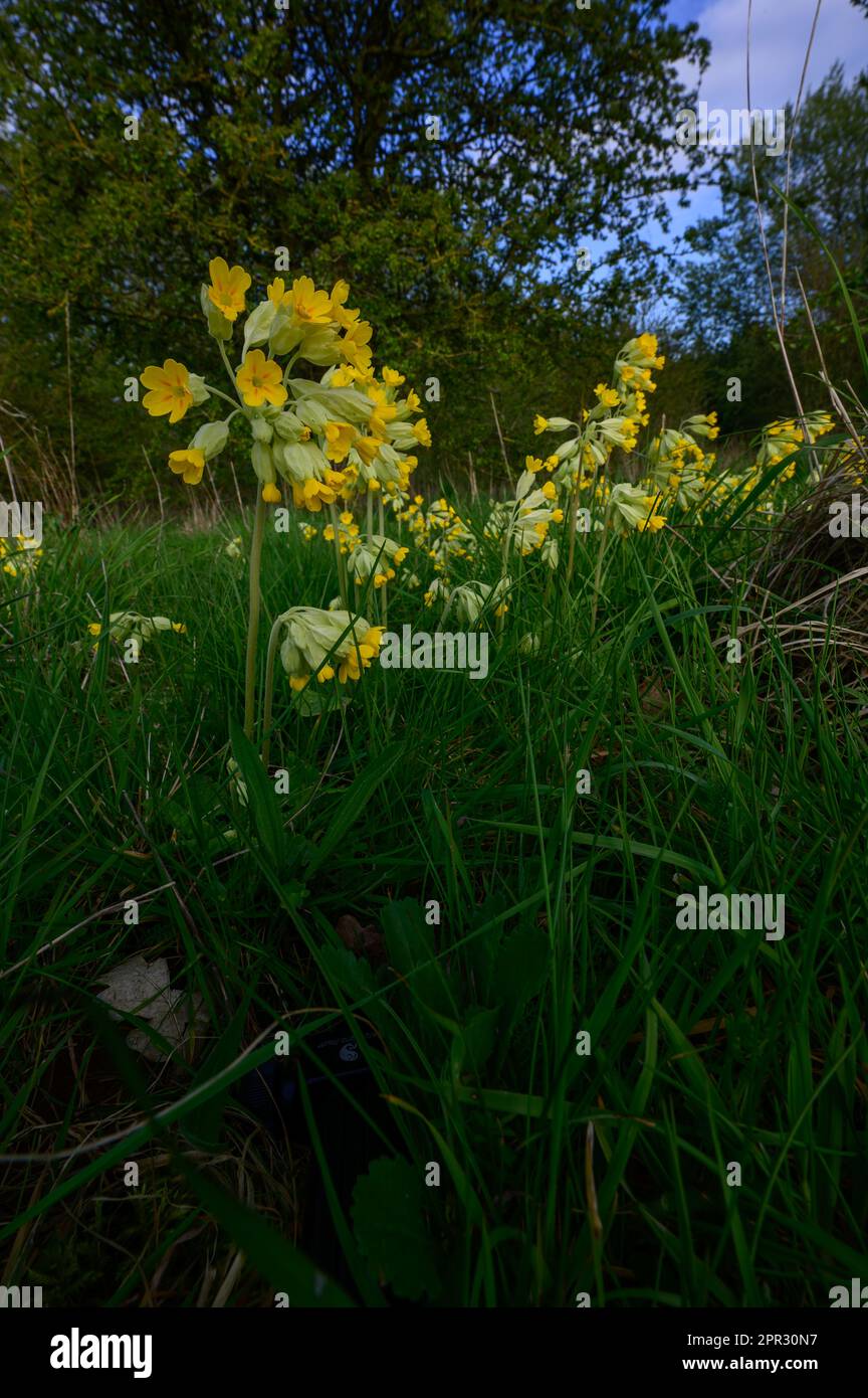 Cowslip Primula veris growing on the still active Little Snoring ...