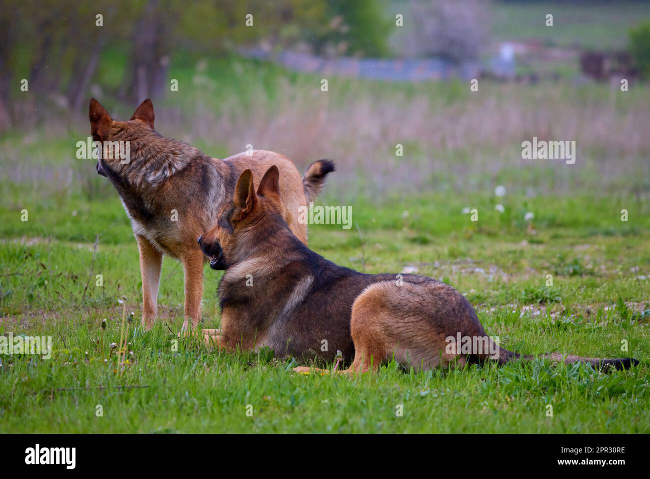 The German Shepherd or Wolfhound is a breed of dog that is believed to ...