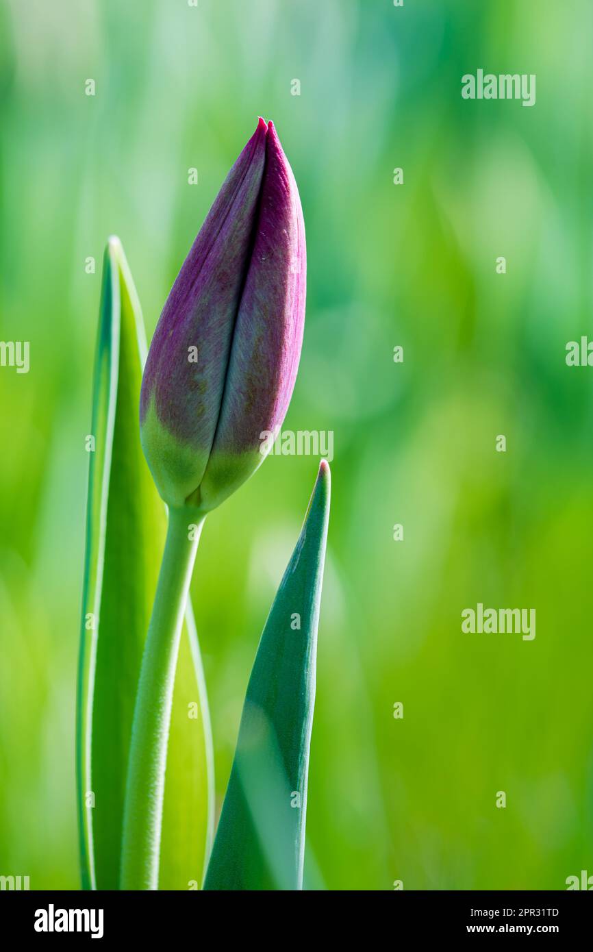 Close-up of an unopened tulip bud against a background of grass. Top ...