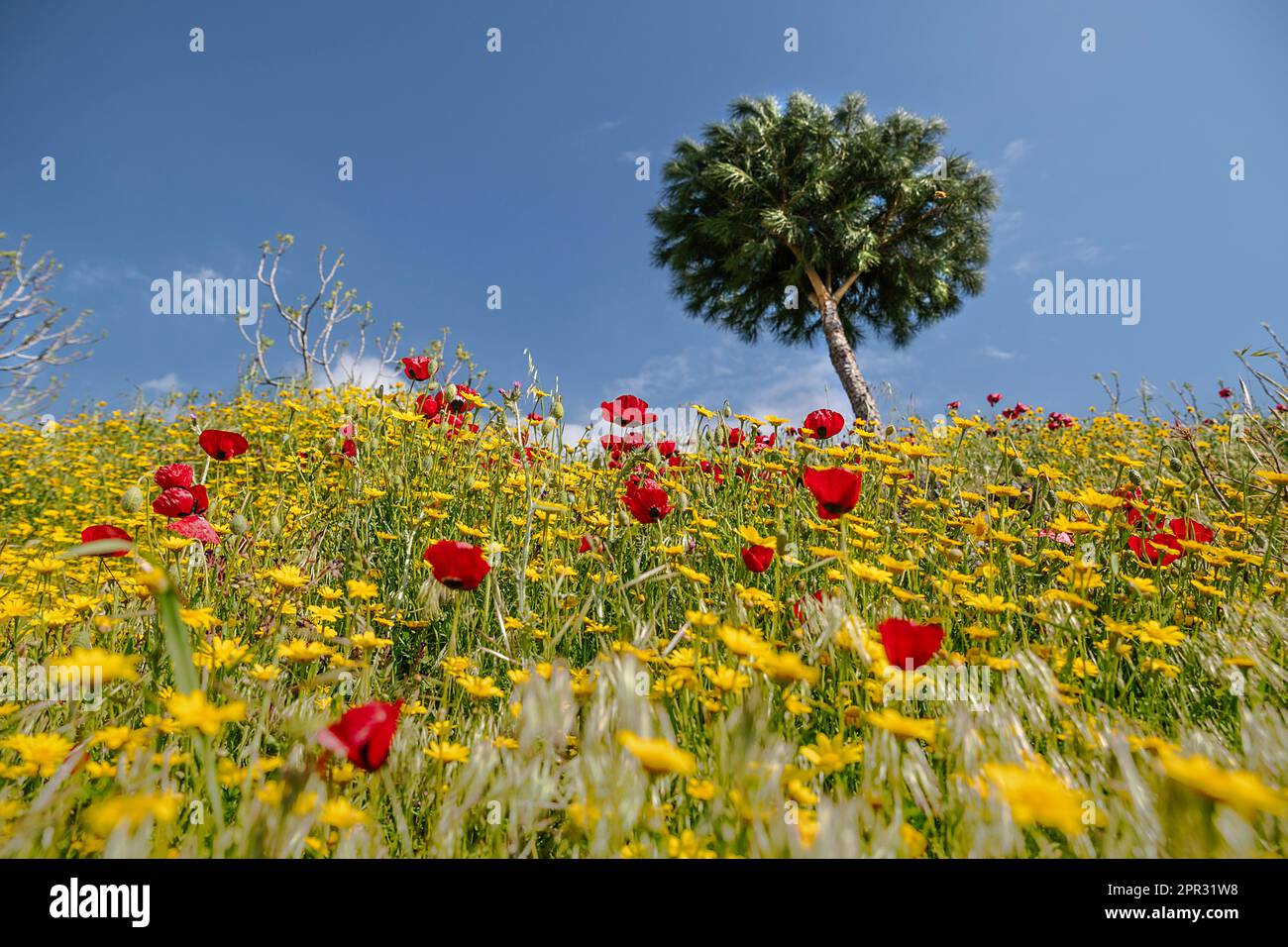 The poppy field creates a fascinating image with its red color Stock ...