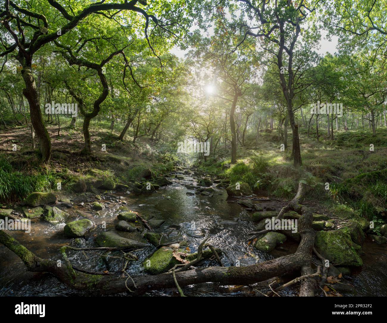 A stream through woods, in the Staffordshire Peak District. Dappled ...