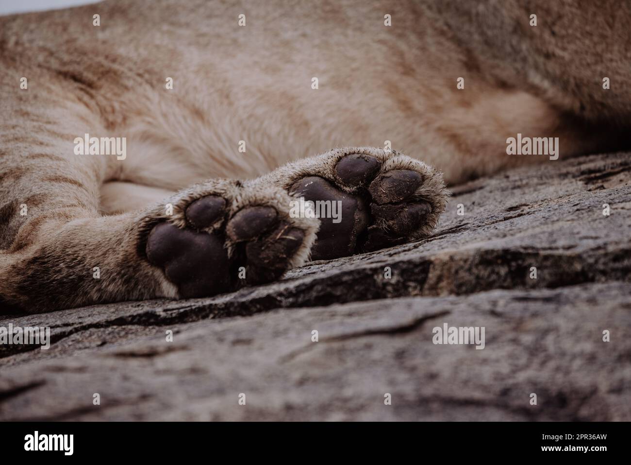 Lion footprints hi-res stock photography and images - Alamy