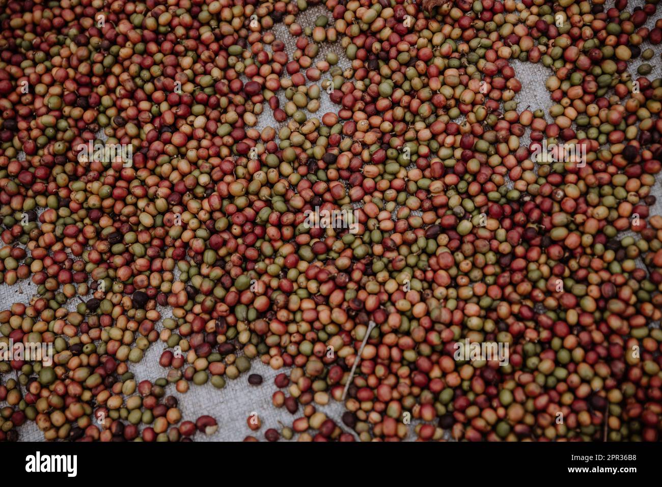 Uganda coffee beans hi-res stock photography and images - Alamy