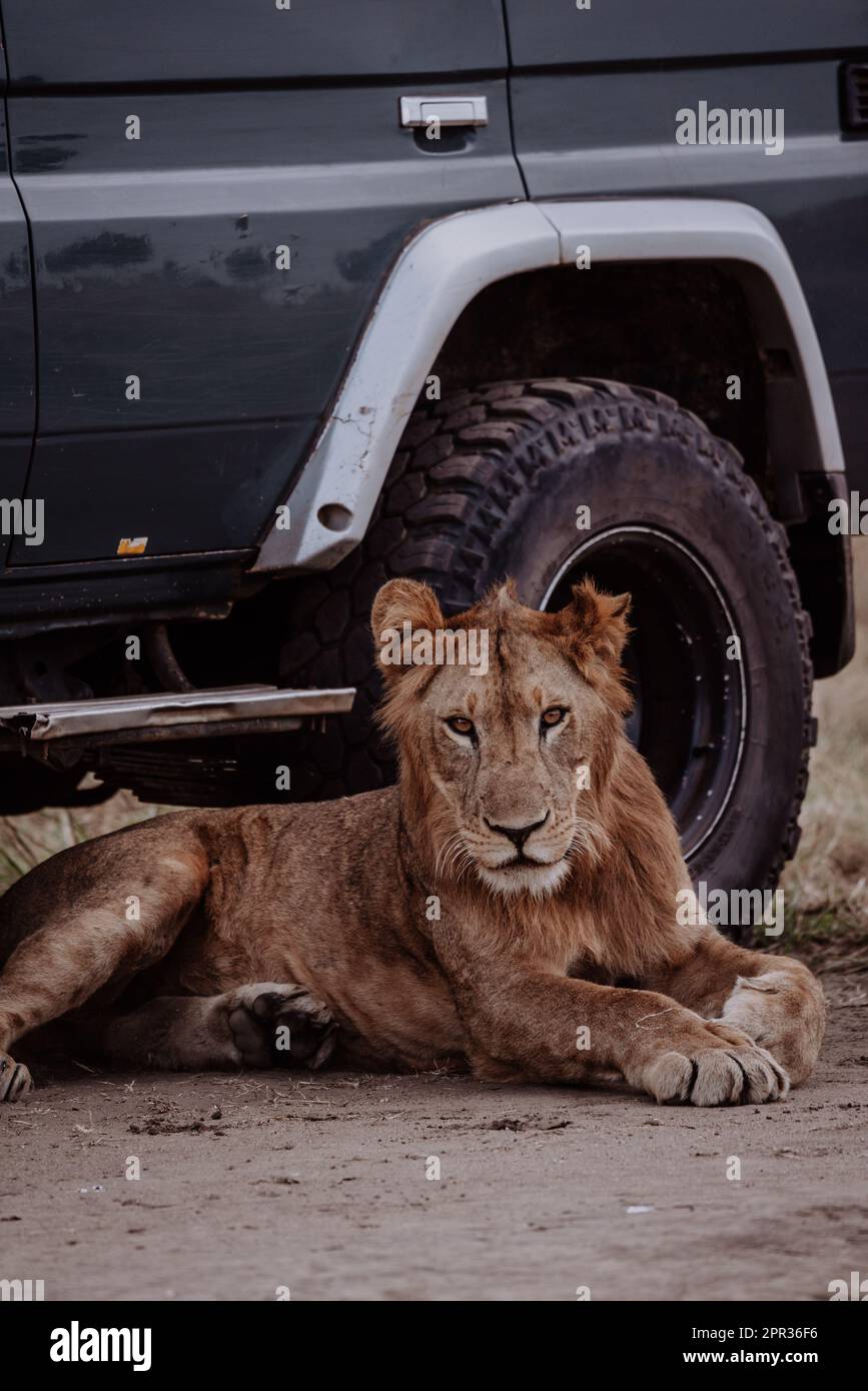 Lion sitting in the shadow of a car Stock Photo - Alamy