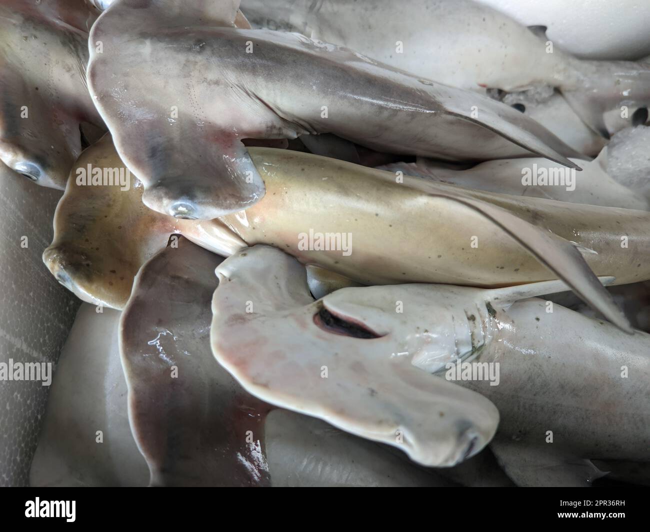Shark hammer head bahamas hi-res stock photography and images - Alamy
