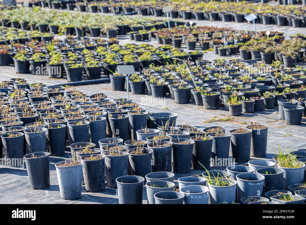 seedling in a pot in a garden plant nursery. seedling in a pot. plant ...