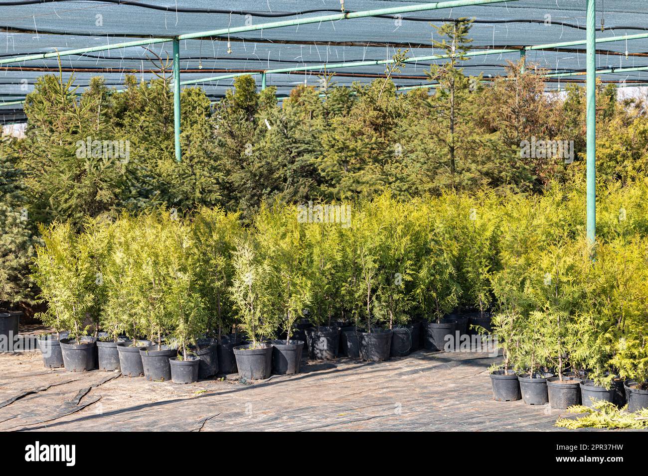 thuja plant in a pot in a garden seedling nursery. plant nursery ...
