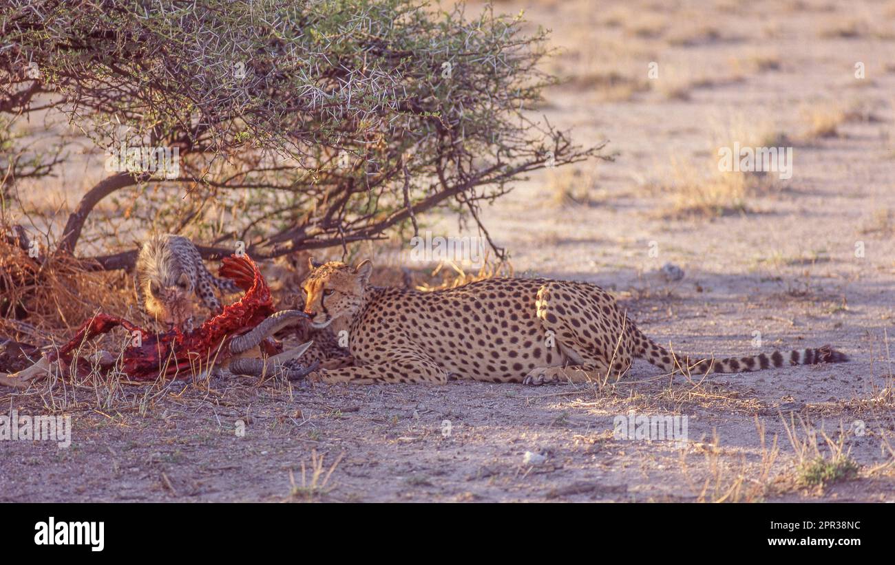 A cheetah with her cub feeding on the carcass of a springbok ram in ...