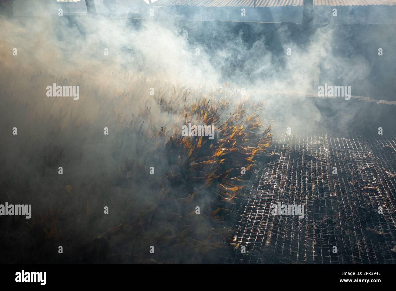 half full smoking fresh caught bonga fish (Ethmolosa fimbriata) in The ...