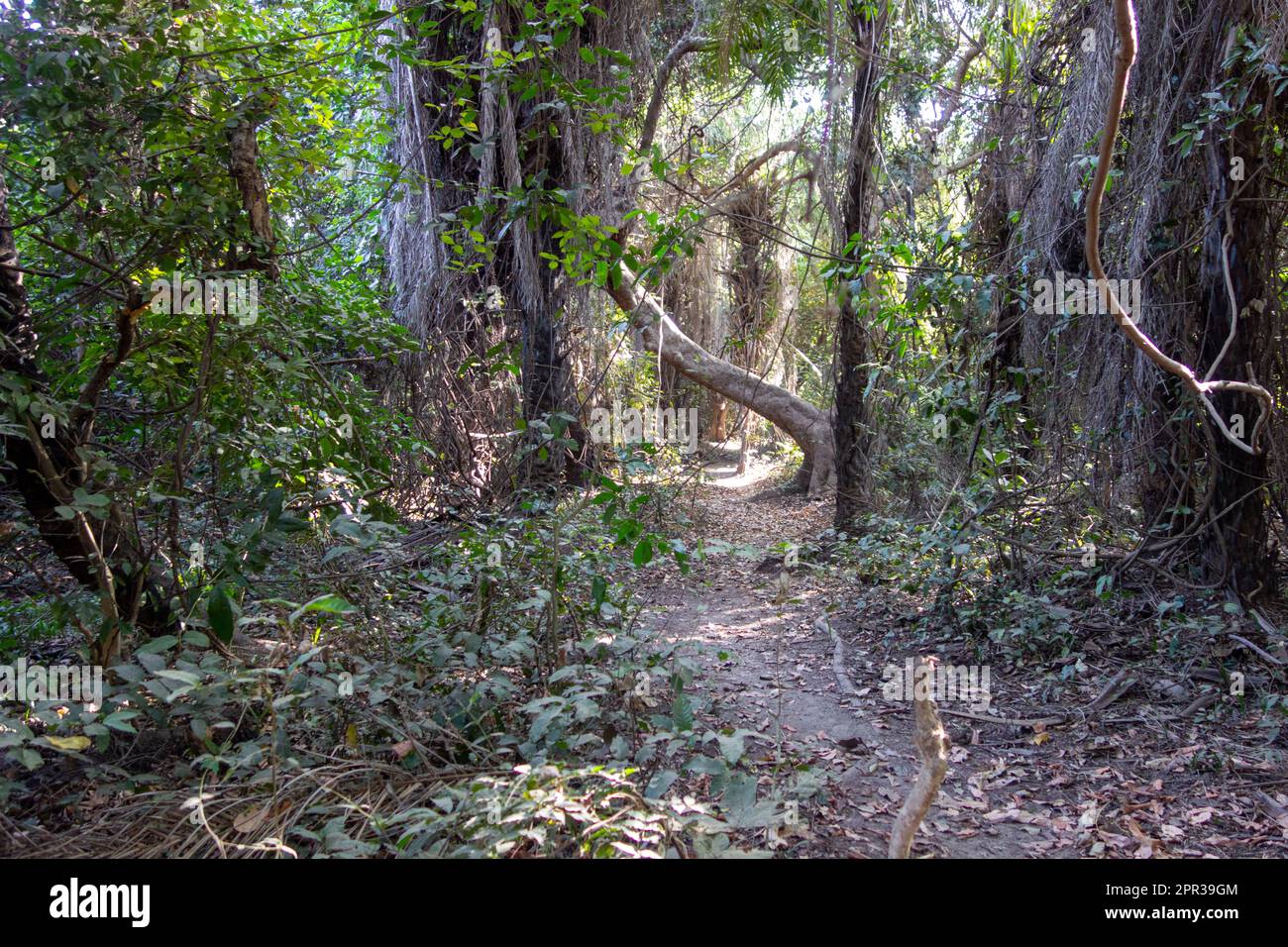 jungle path in dry forest in West Africa with trees and shadows Stock ...
