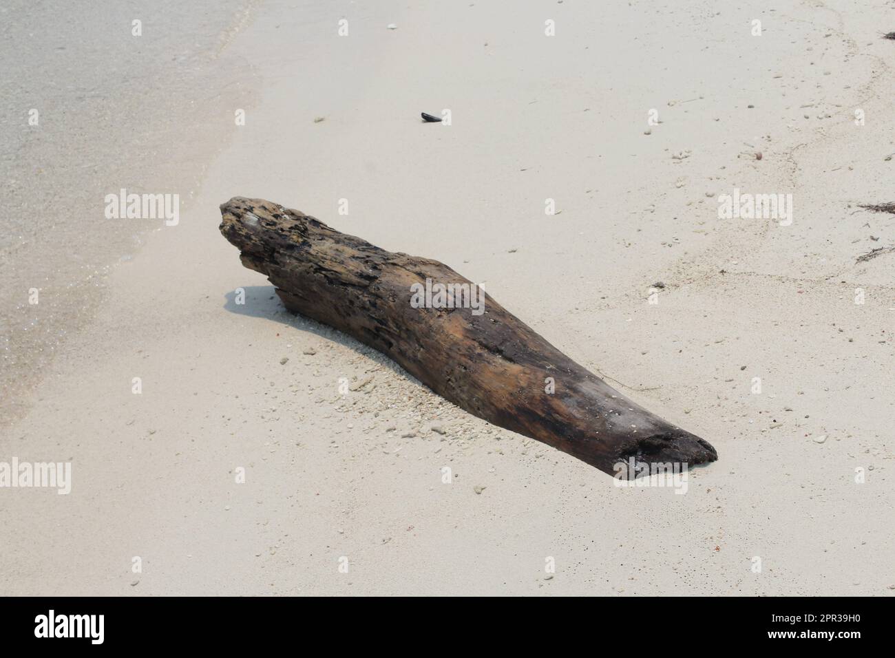 large piece of drift wood on a yellow sand beach on a coral island ...
