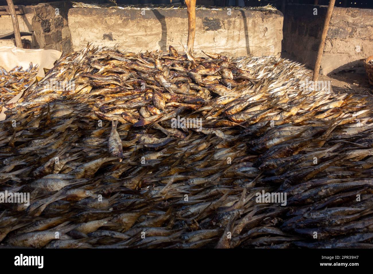 Bonga fish hi-res stock photography and images - Alamy