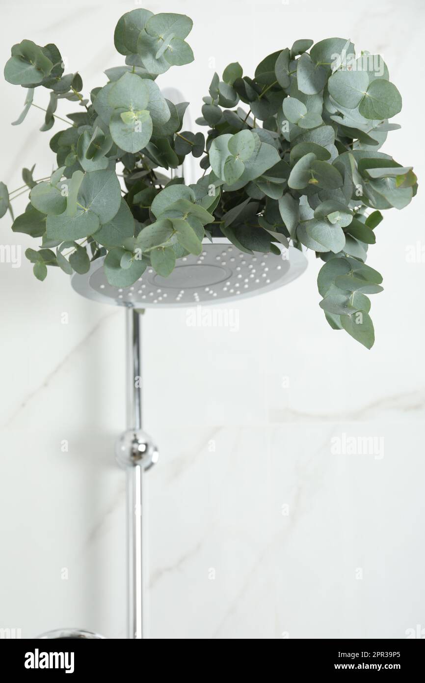 Branches with green eucalyptus leaves in shower Stock Photo - Alamy
