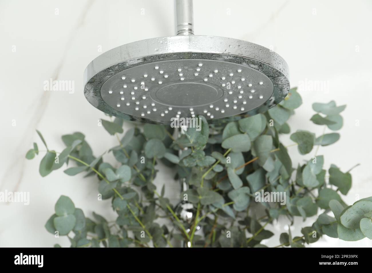 Branches with green eucalyptus leaves in shower Stock Photo - Alamy