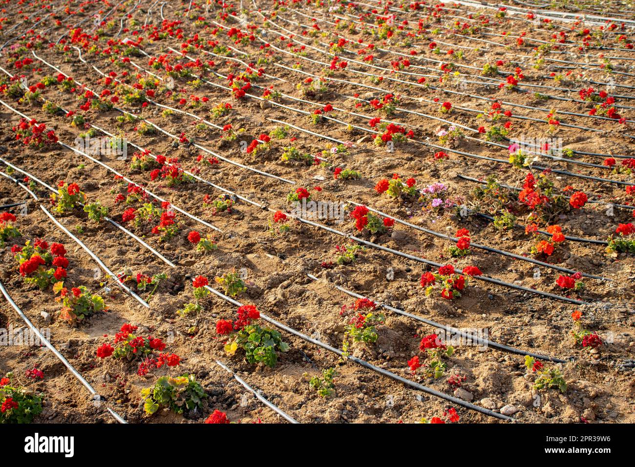 mass new planting of boarder plants with trickle drip irrigation Stock ...