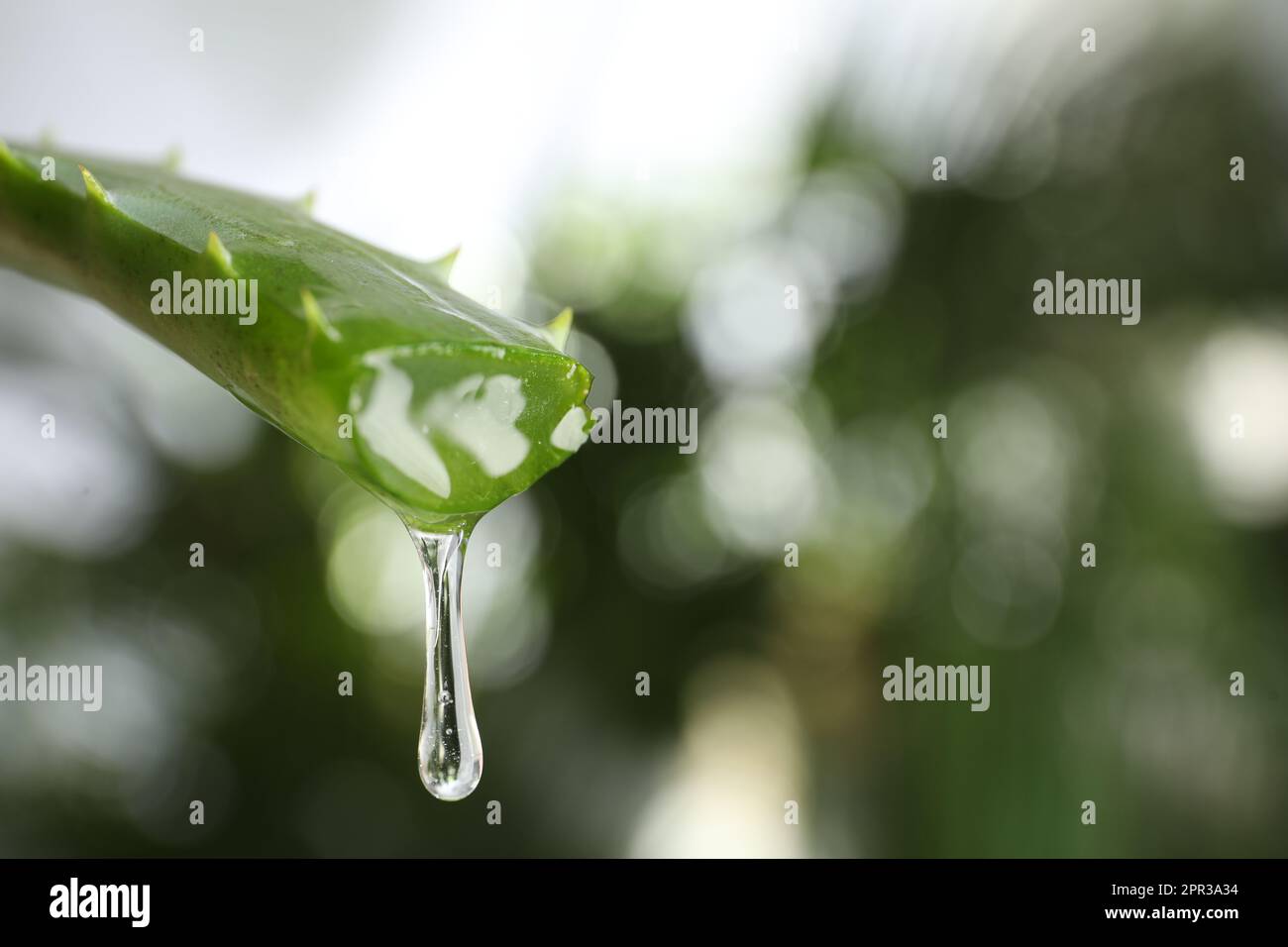Aloe vera leaf with dripping juice against blurred background, closeup ...