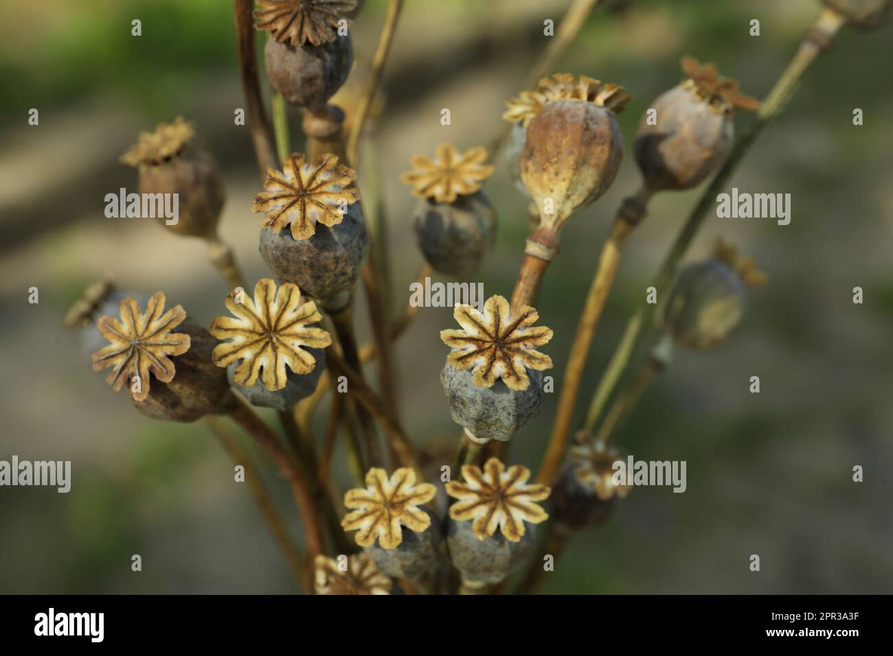 Many dry poppy heads outdoors, closeup view Stock Photo - Alamy