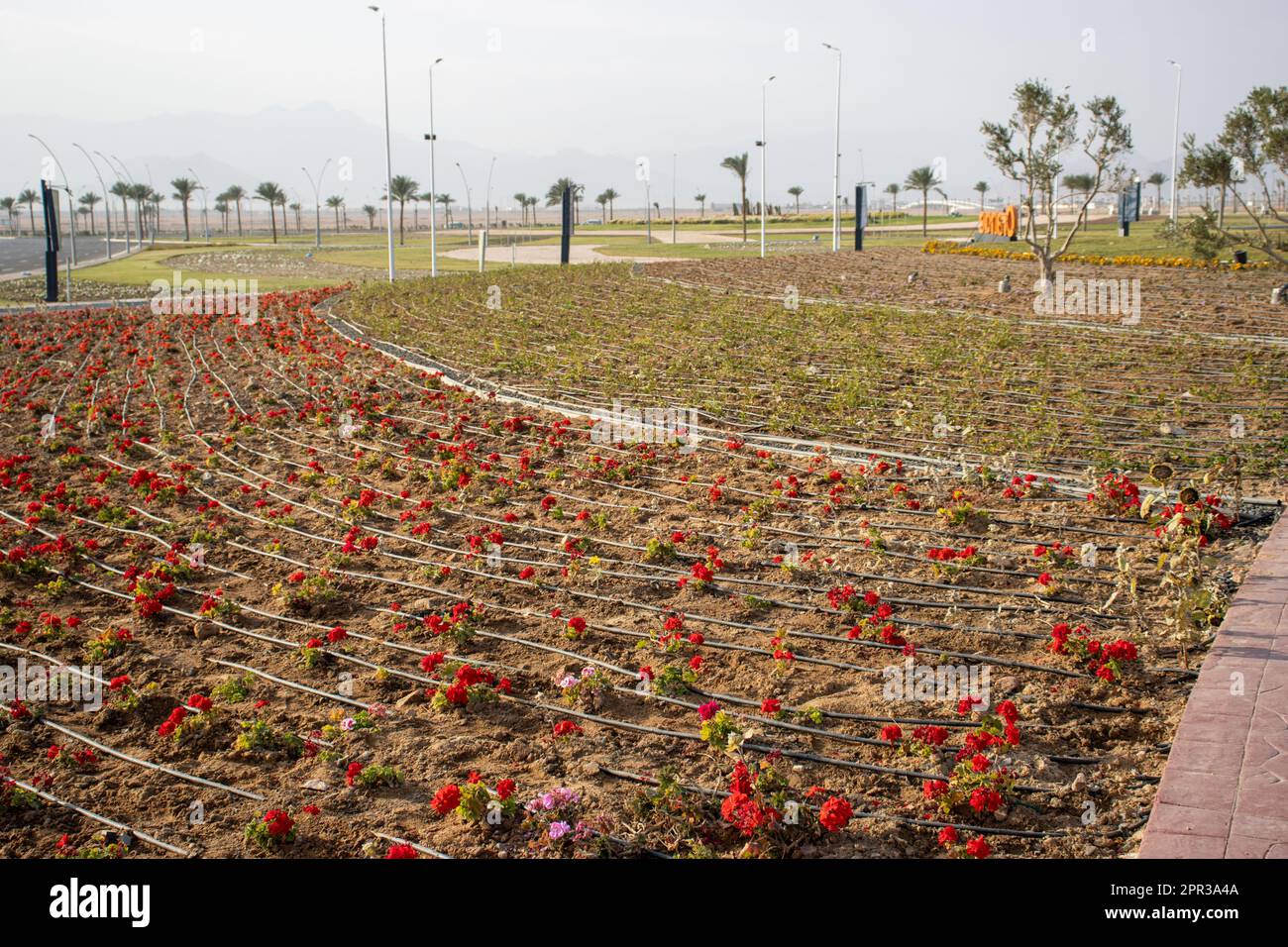mass new planting of boarder plants with trickle drip irrigation Stock ...