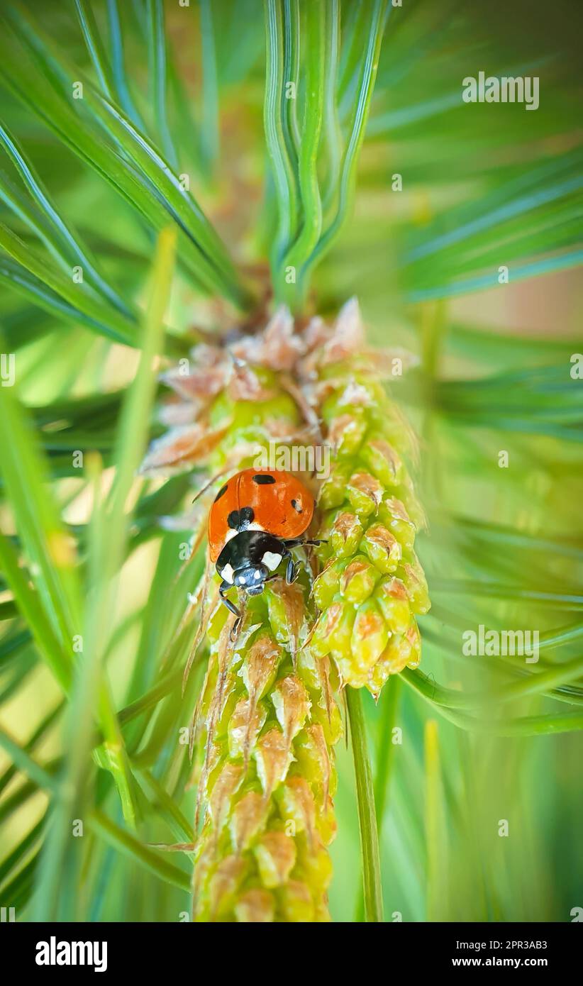 Pine bugs hi-res stock photography and images - Alamy