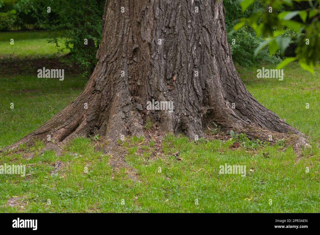 Tree roots overgrown with beautiful green grass in park Stock Photo - Alamy