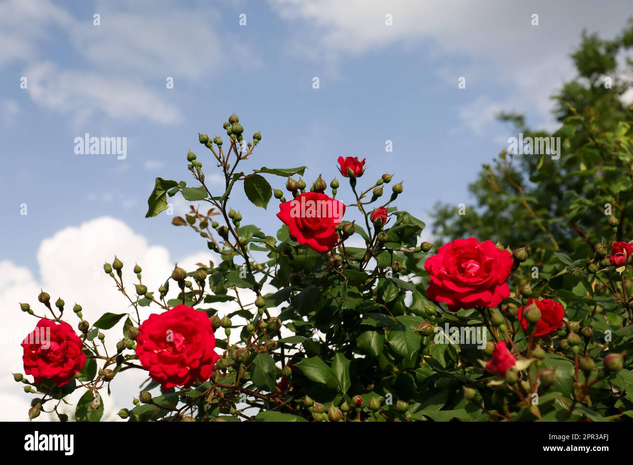 Beautiful low growing bush hi-res stock photography and images - Alamy