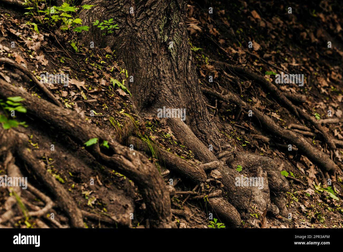Old large tree overgrown green hi-res stock photography and images - Alamy