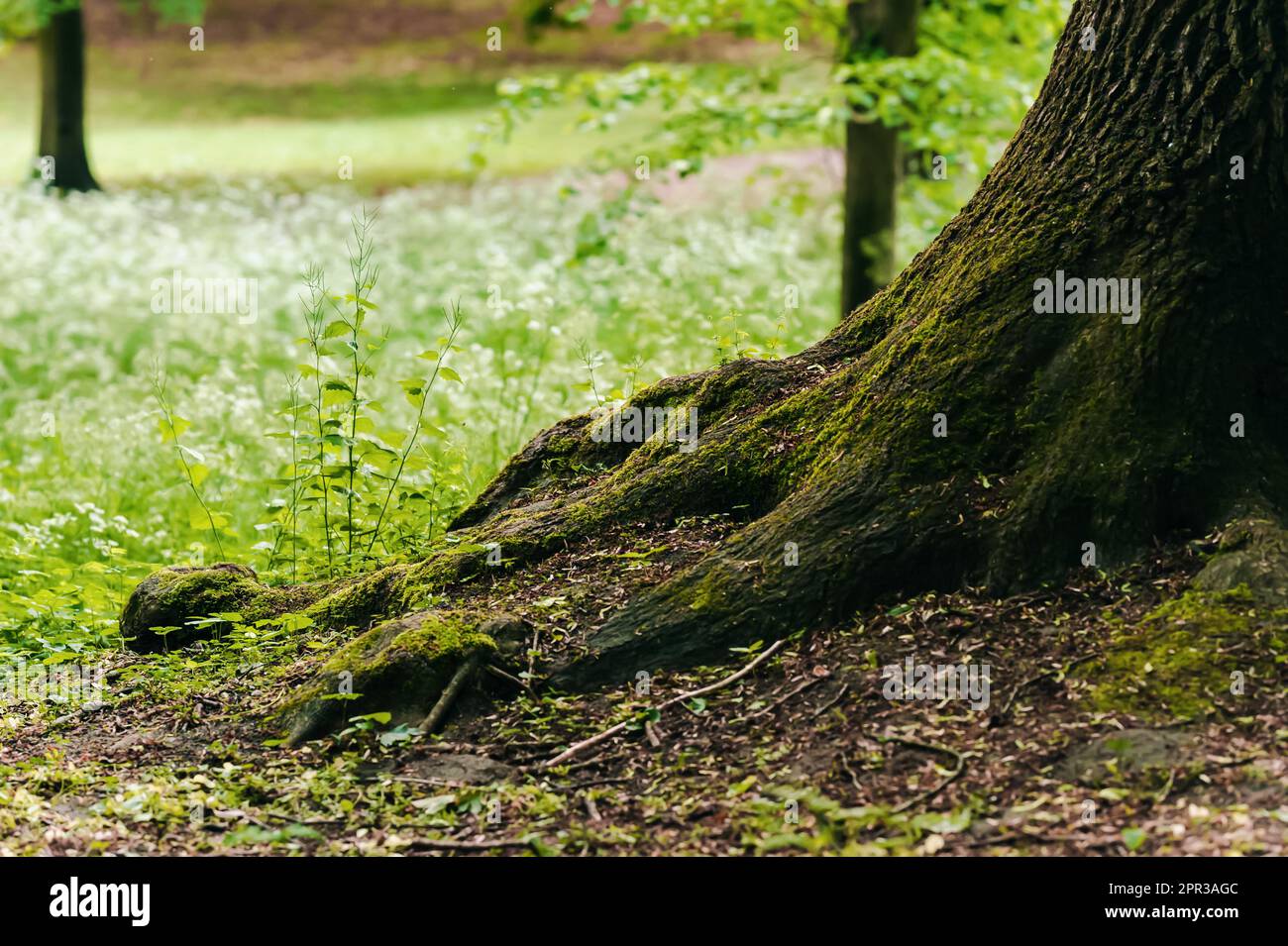 Tree roots overgrown with beautiful green grass in forest, space for ...
