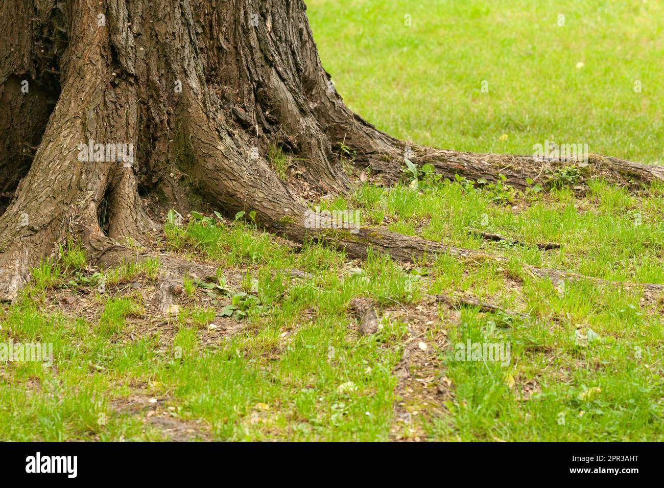 Tree roots overgrown with beautiful green grass outdoors Stock Photo ...