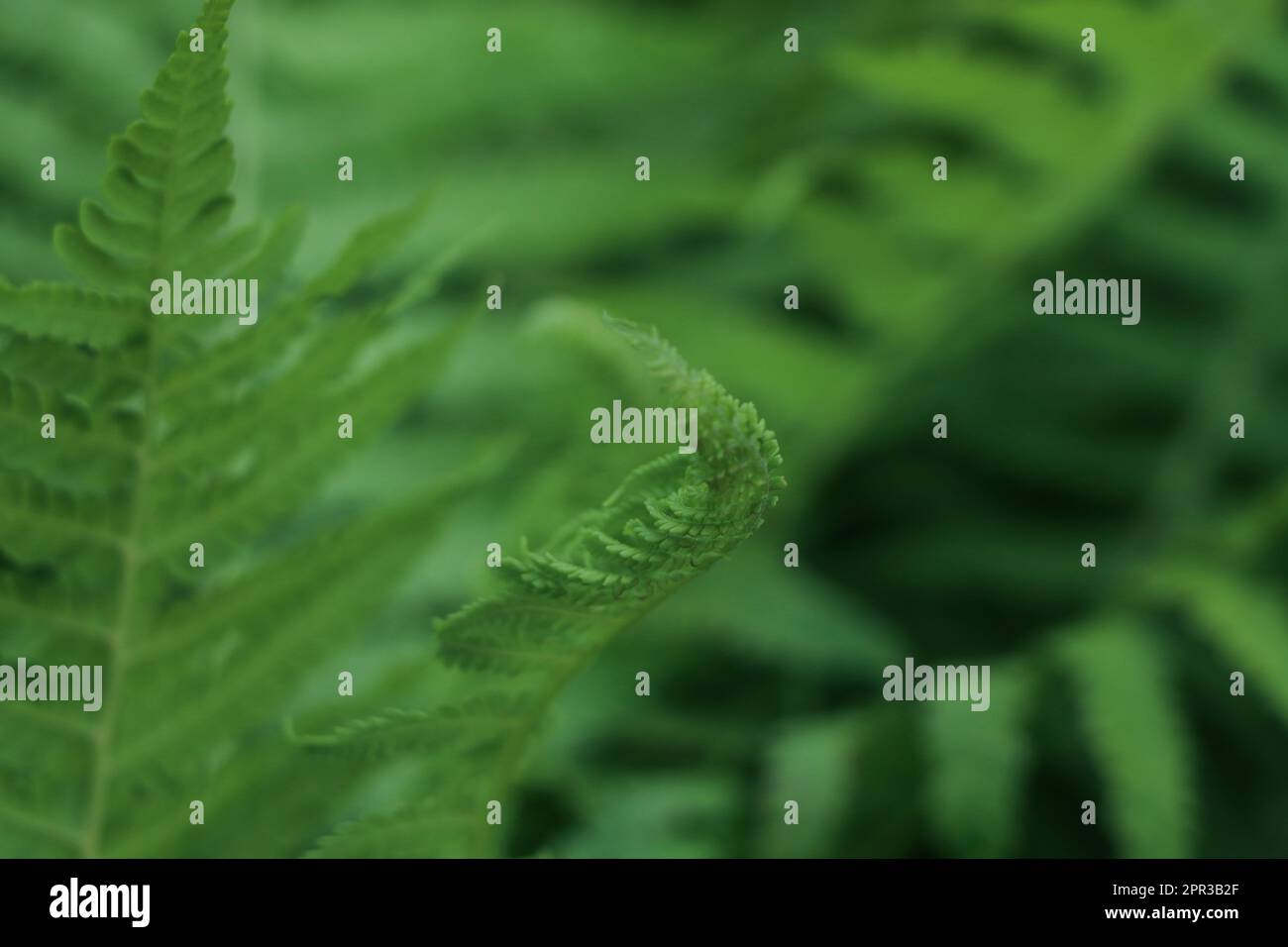 Beautiful unfolding fern leaf on blurred background, closeup view ...