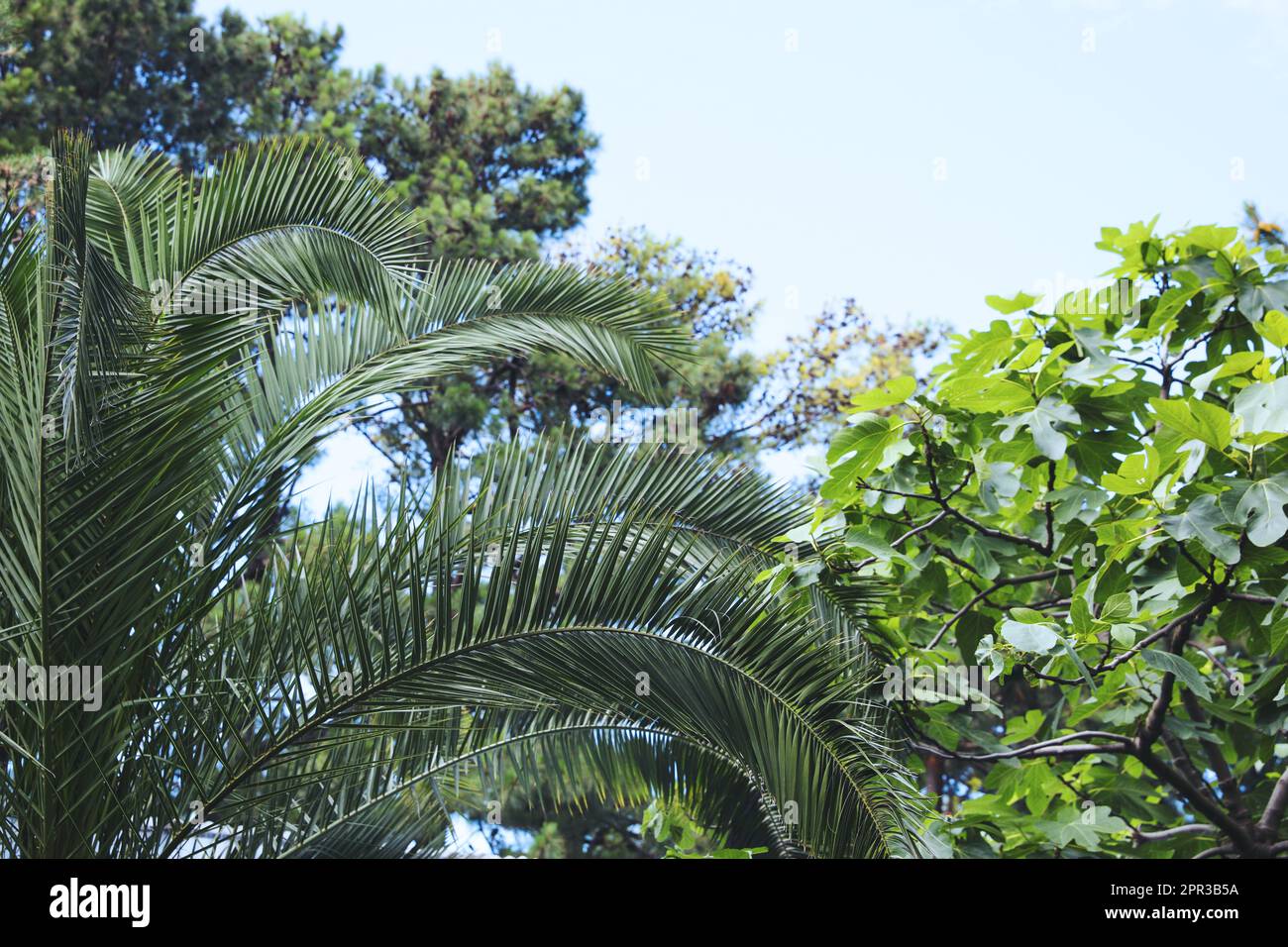 Beautiful palm and fig tree with lush green leaves outdoors. Tropical ...