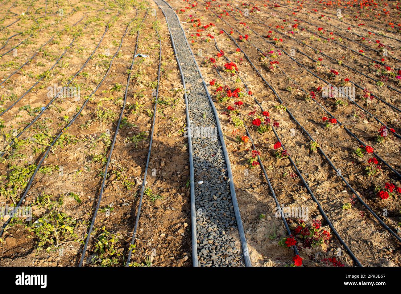 Trickle drip irrigation hi-res stock photography and images - Alamy