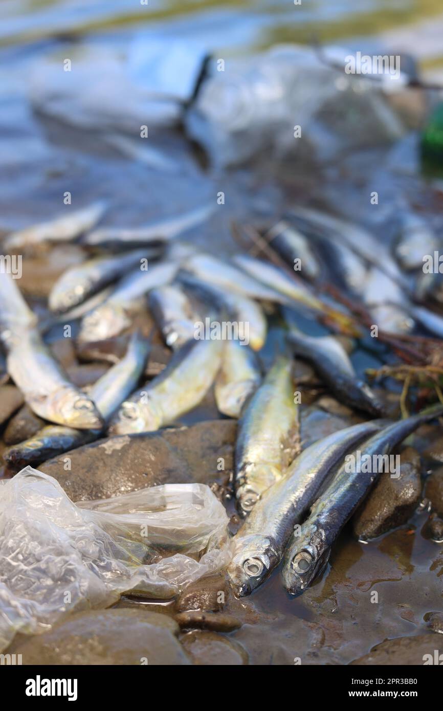 Dead fishes and trash near river. Environmental pollution concept Stock ...