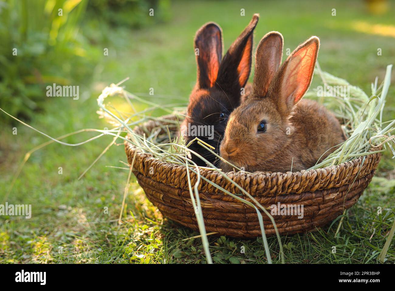 Cute fluffy rabbits in wicker bowl with dry grass outdoors. Space for ...