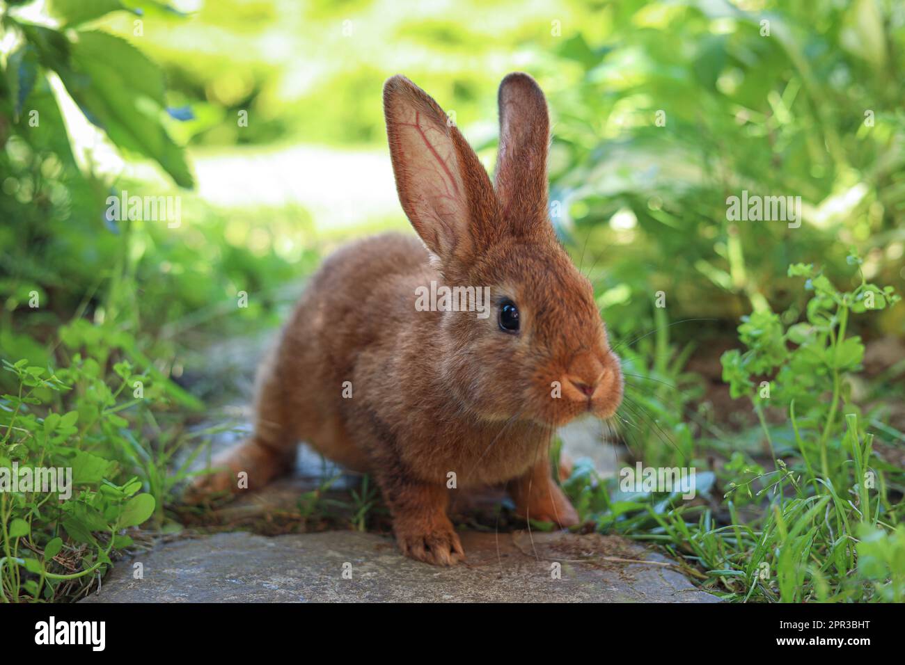 Cute fluffy rabbit on paved path in garden Stock Photo - Alamy