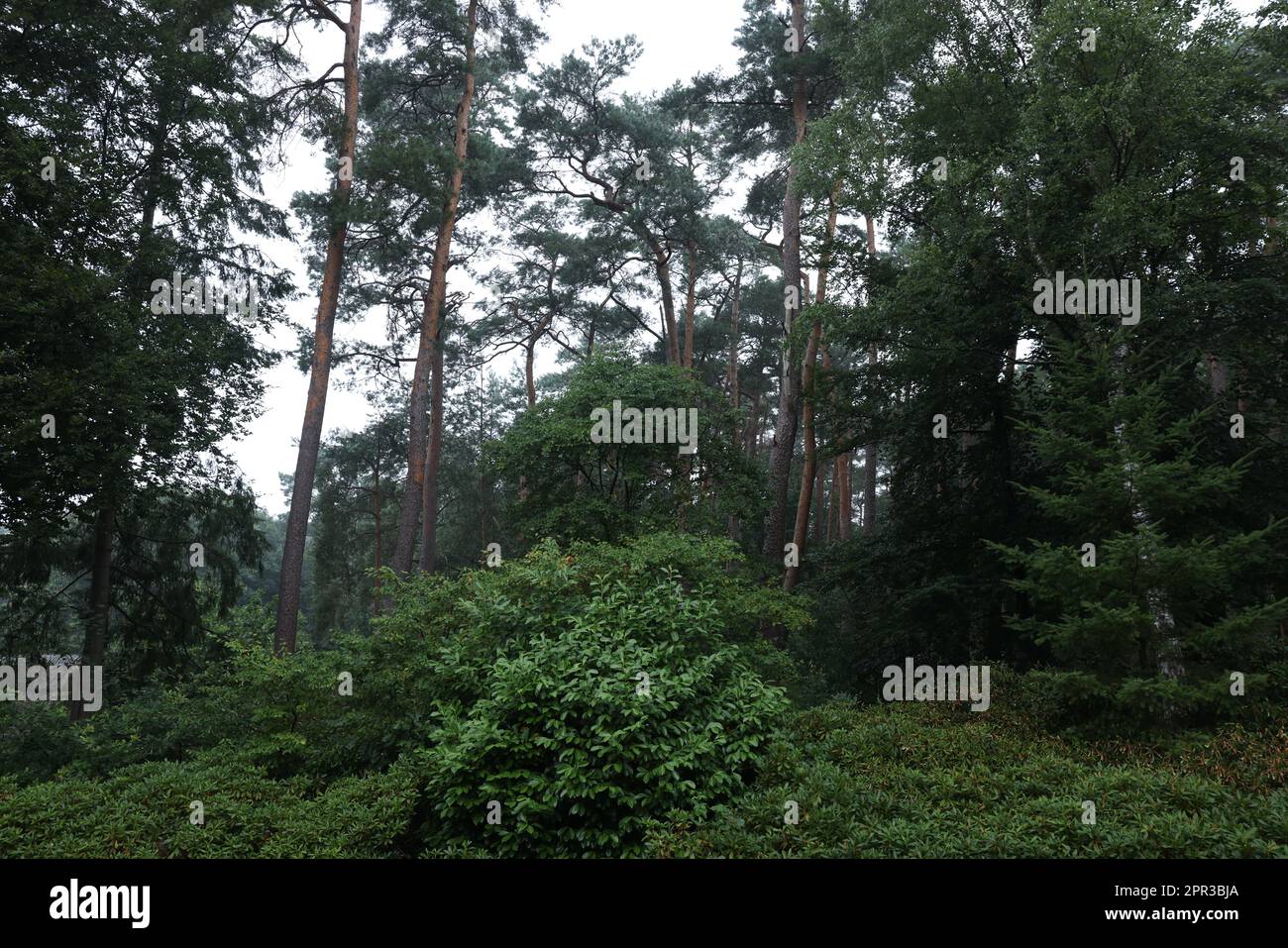 Many beautiful green trees and bushes outdoors. Landscape design Stock ...