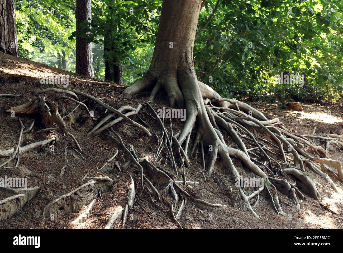 Tree roots visible through ground in forest Stock Photo - Alamy