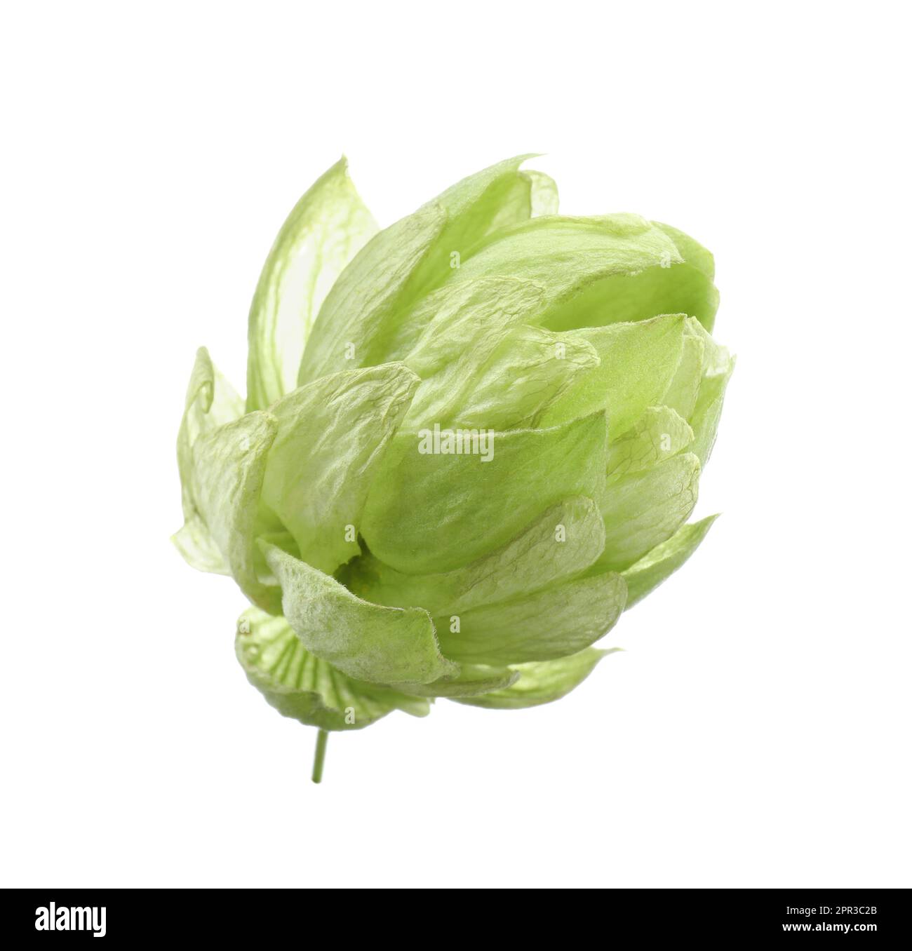 Fresh green hop flower isolated on white Stock Photo - Alamy