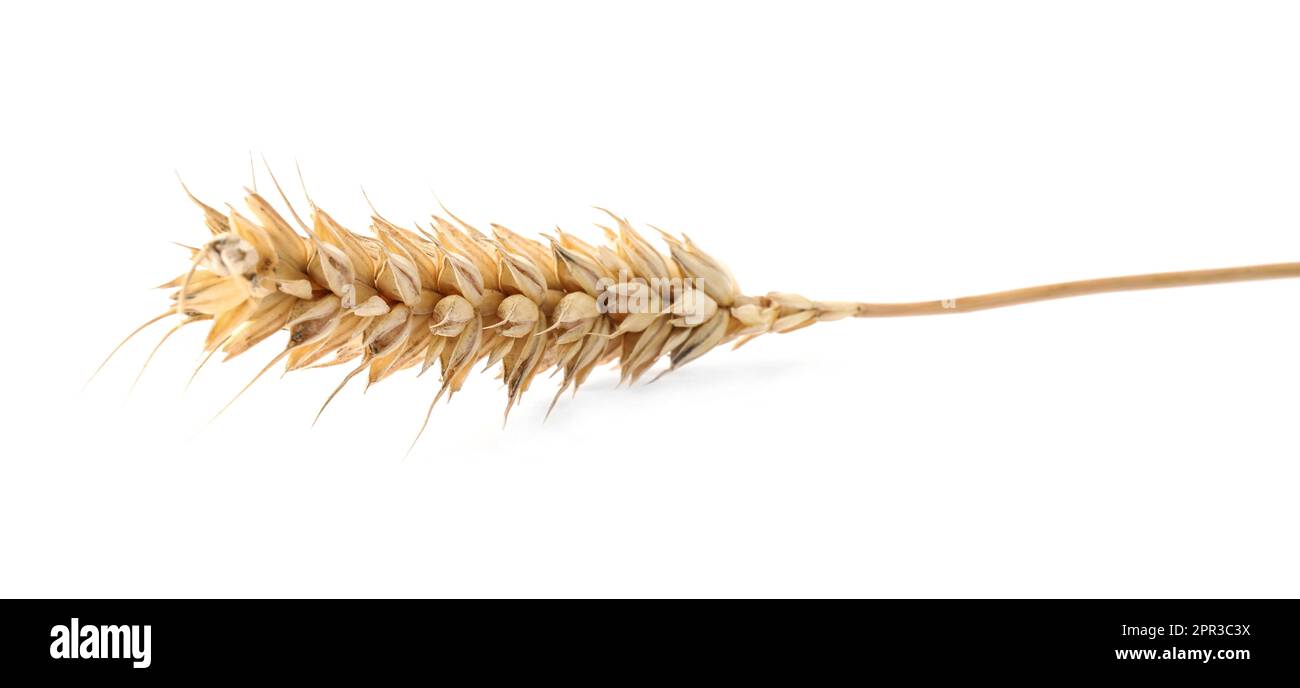 Isolated wheat ear design hi-res stock photography and images - Alamy