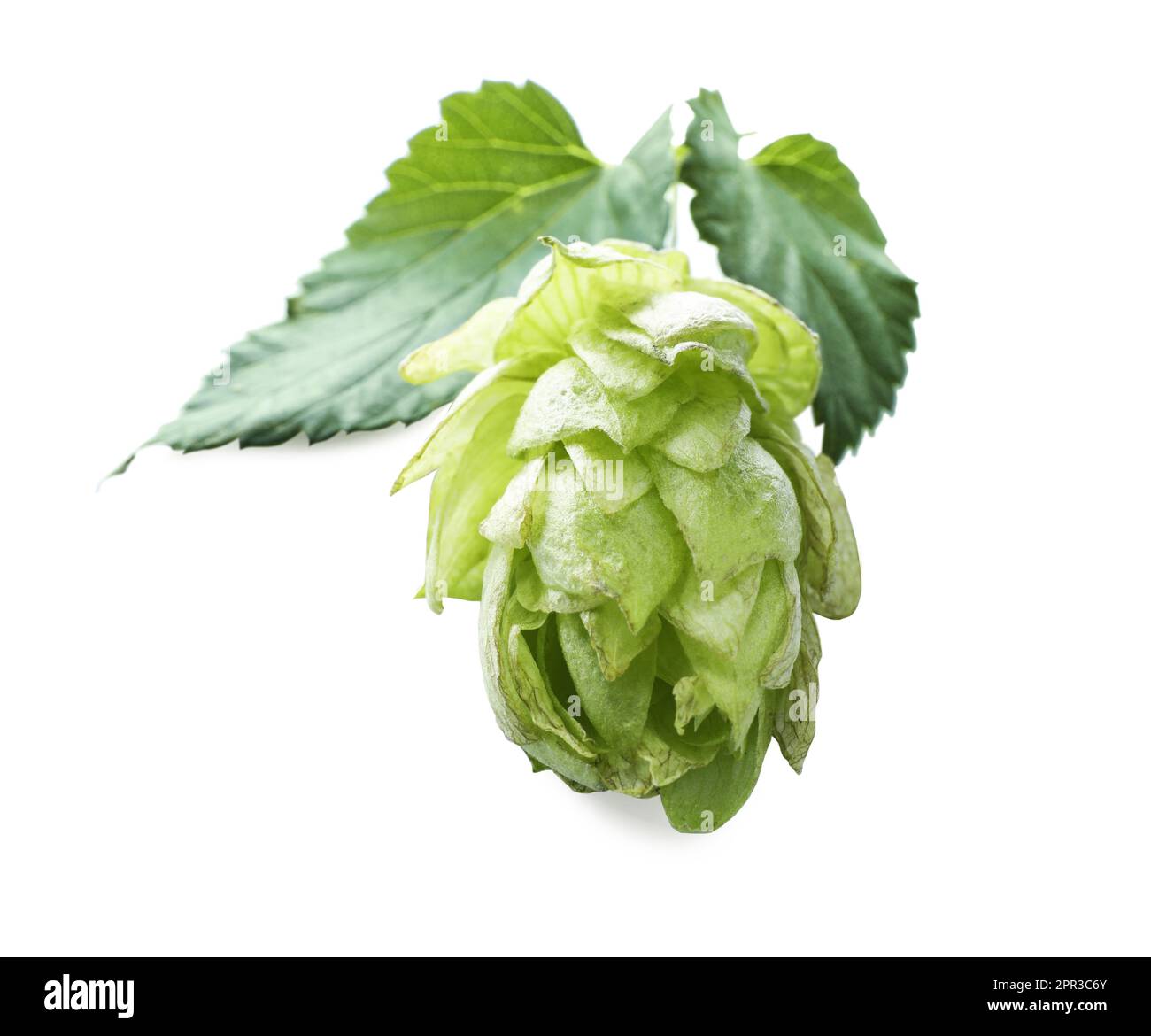 Fresh hop flower with leaves isolated on white Stock Photo - Alamy