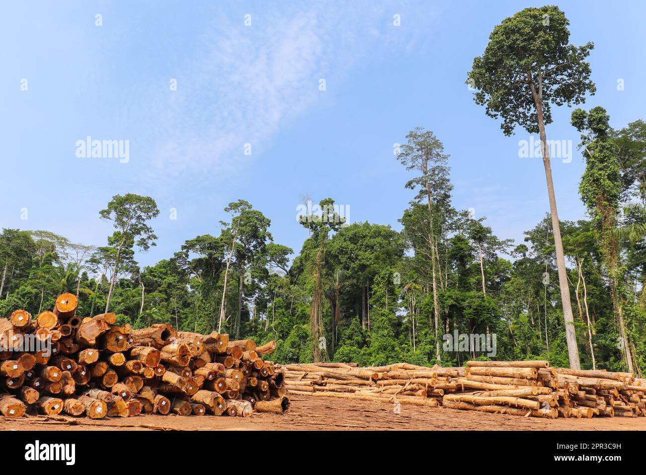 Stockyard with piles of native wood logs extracted from a brazilian ...