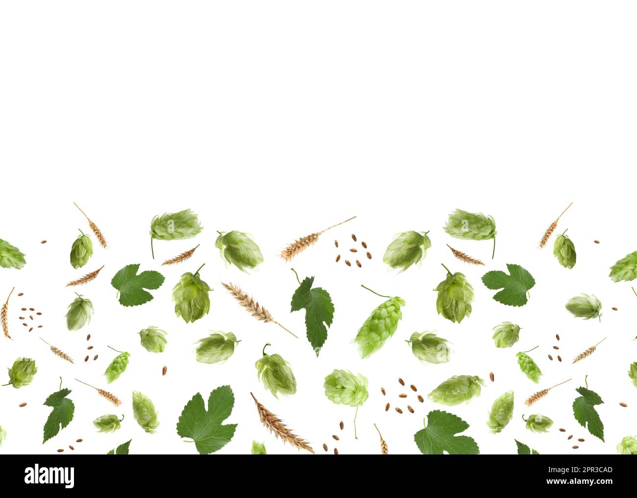 Hops, green leaves and ears of wheat on white background Stock Photo ...
