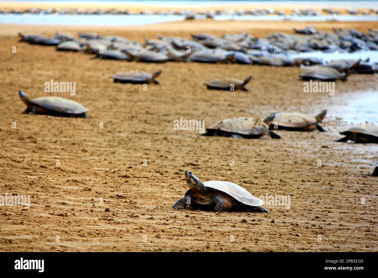 Flock of Arrau turtle (Podocnemis expansa) during the spawning season ...