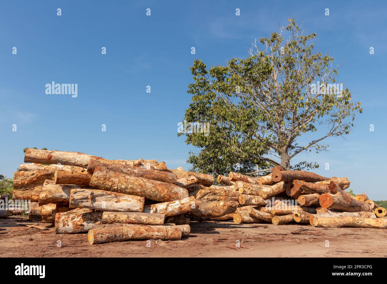 Stack of logs extracted from an area of a razilian Amazon rainforest ...