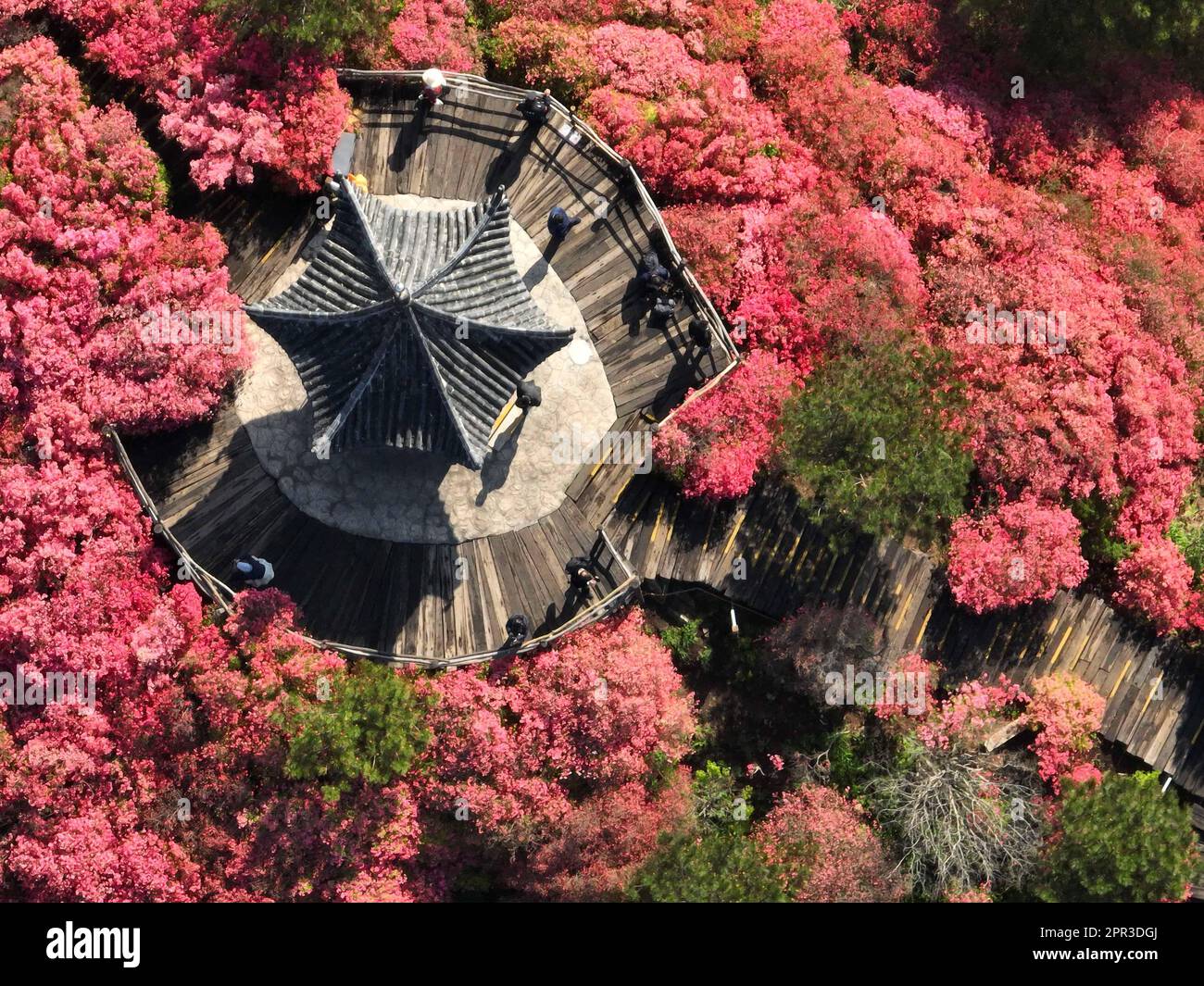 HUANGGANG, CHINA - APRIL 26, 2023 - Aerial photo shows the rhododendron ...