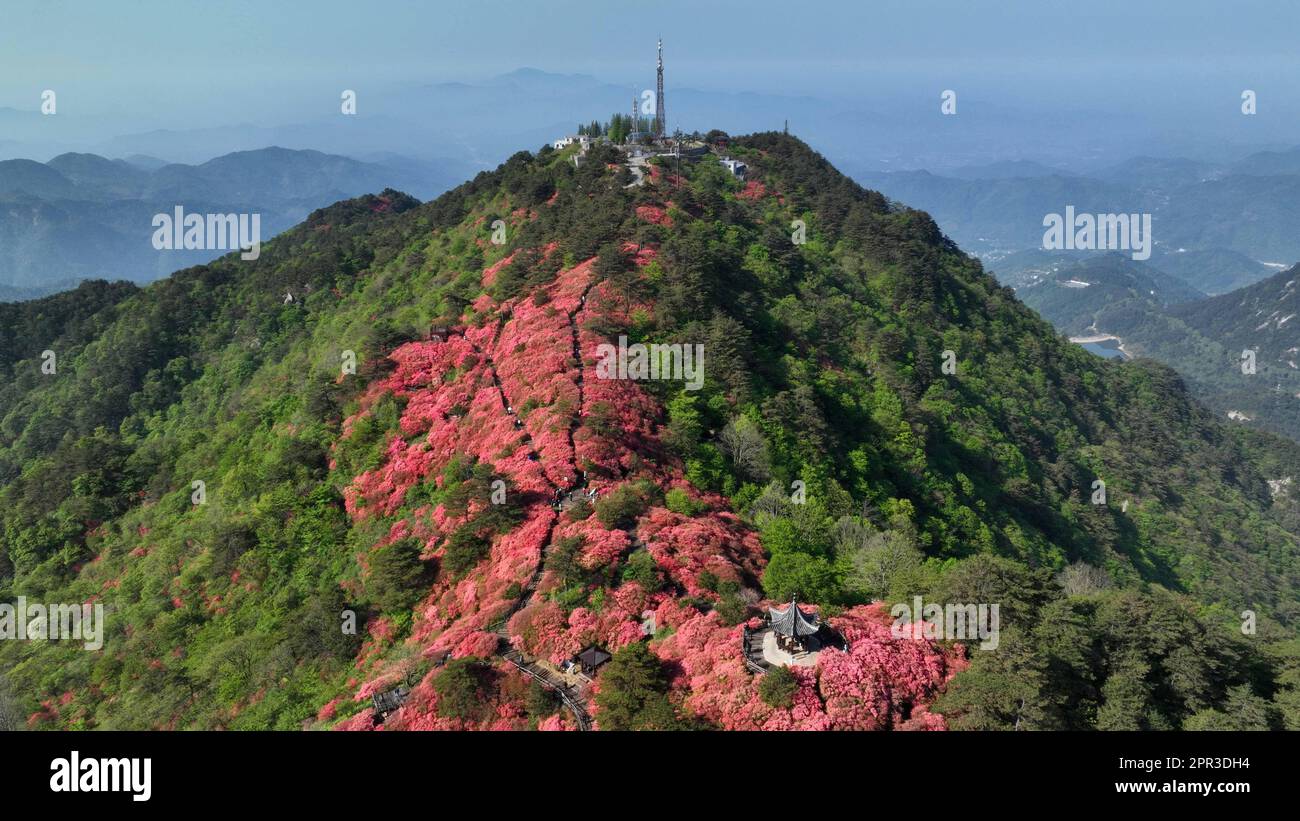 HUANGGANG, CHINA - APRIL 26, 2023 - Aerial photo shows the rhododendron ...